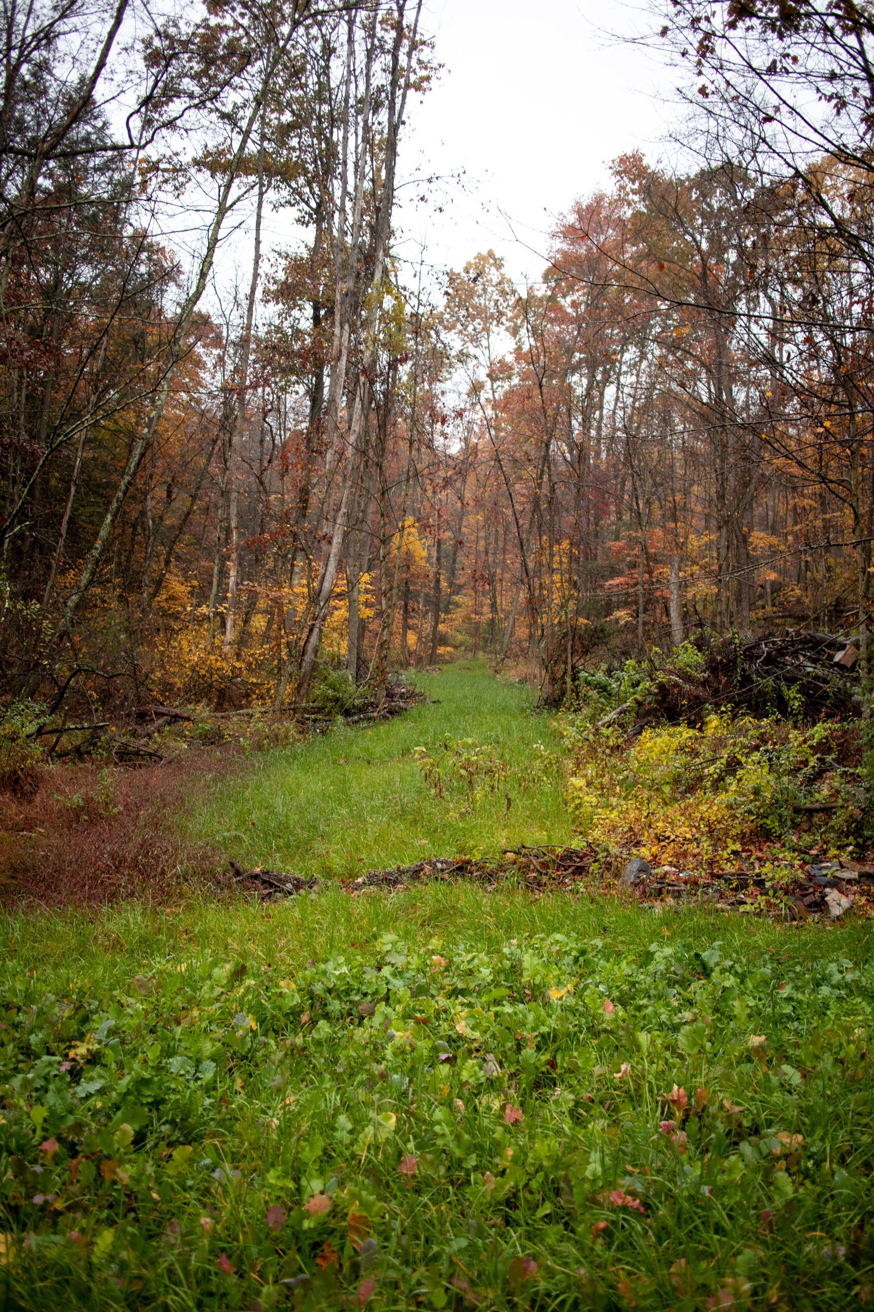 Recent Story-Two Food Plots and Timber - Reiff Woodland Services